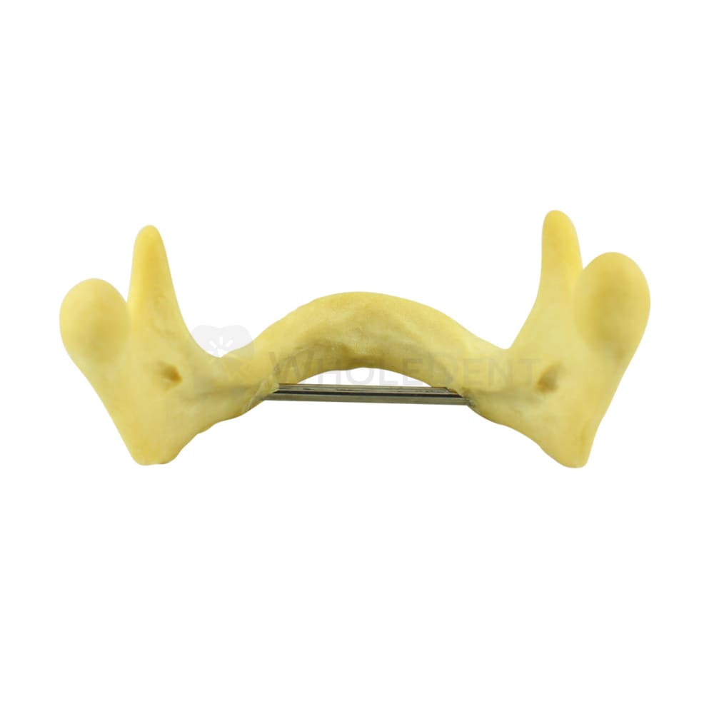 EasyinSmile Anatomically Bone Mandible Lower Jaw Model Without Gums ...