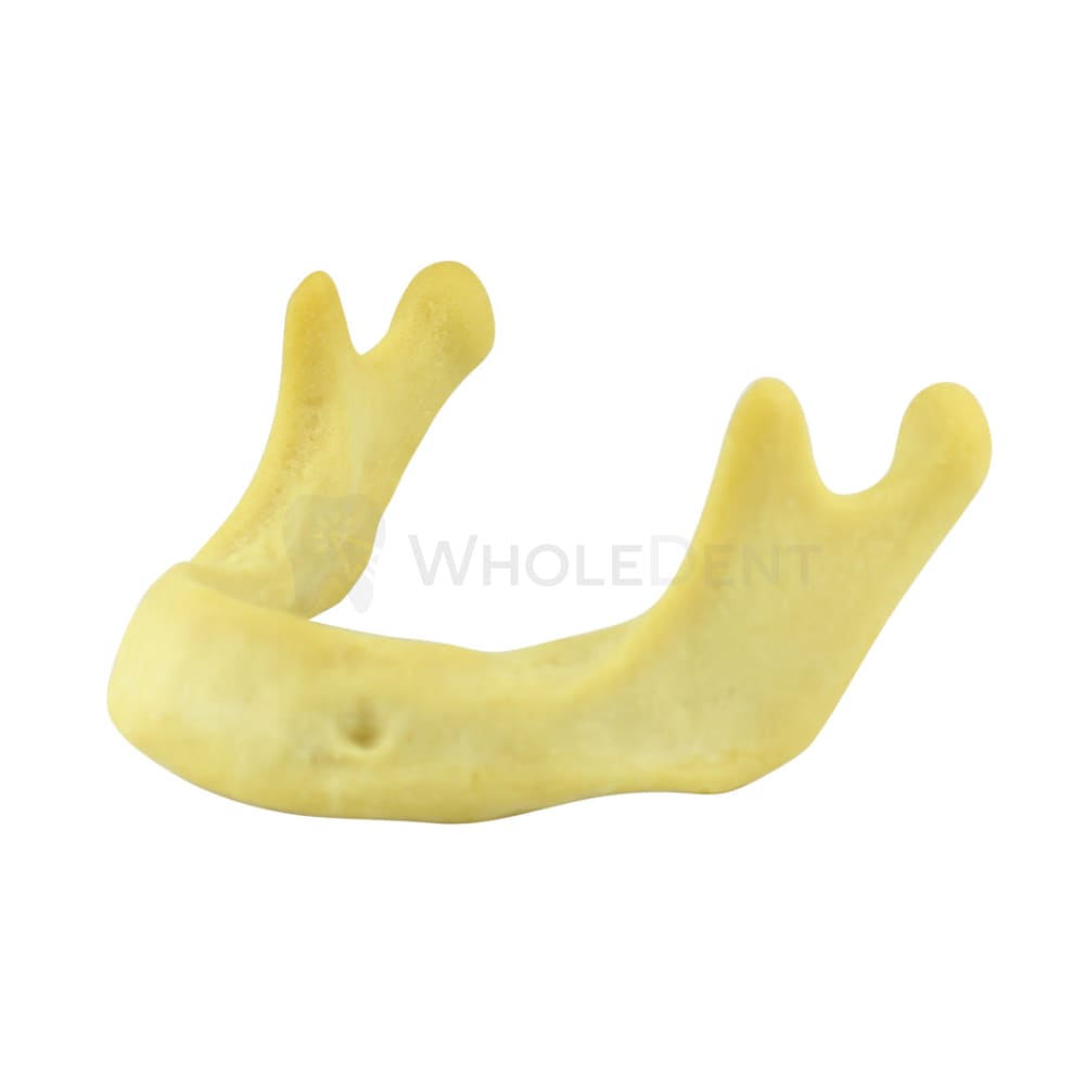 EasyinSmile Anatomically Bone Mandible Lower Jaw Model Without Gums ...